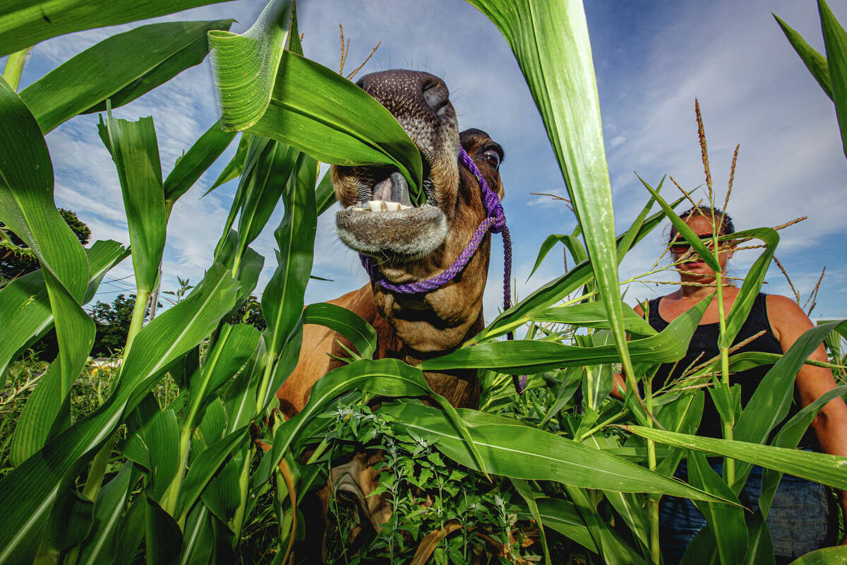 Inside CT’s country fairs: the people and animals behind the fun