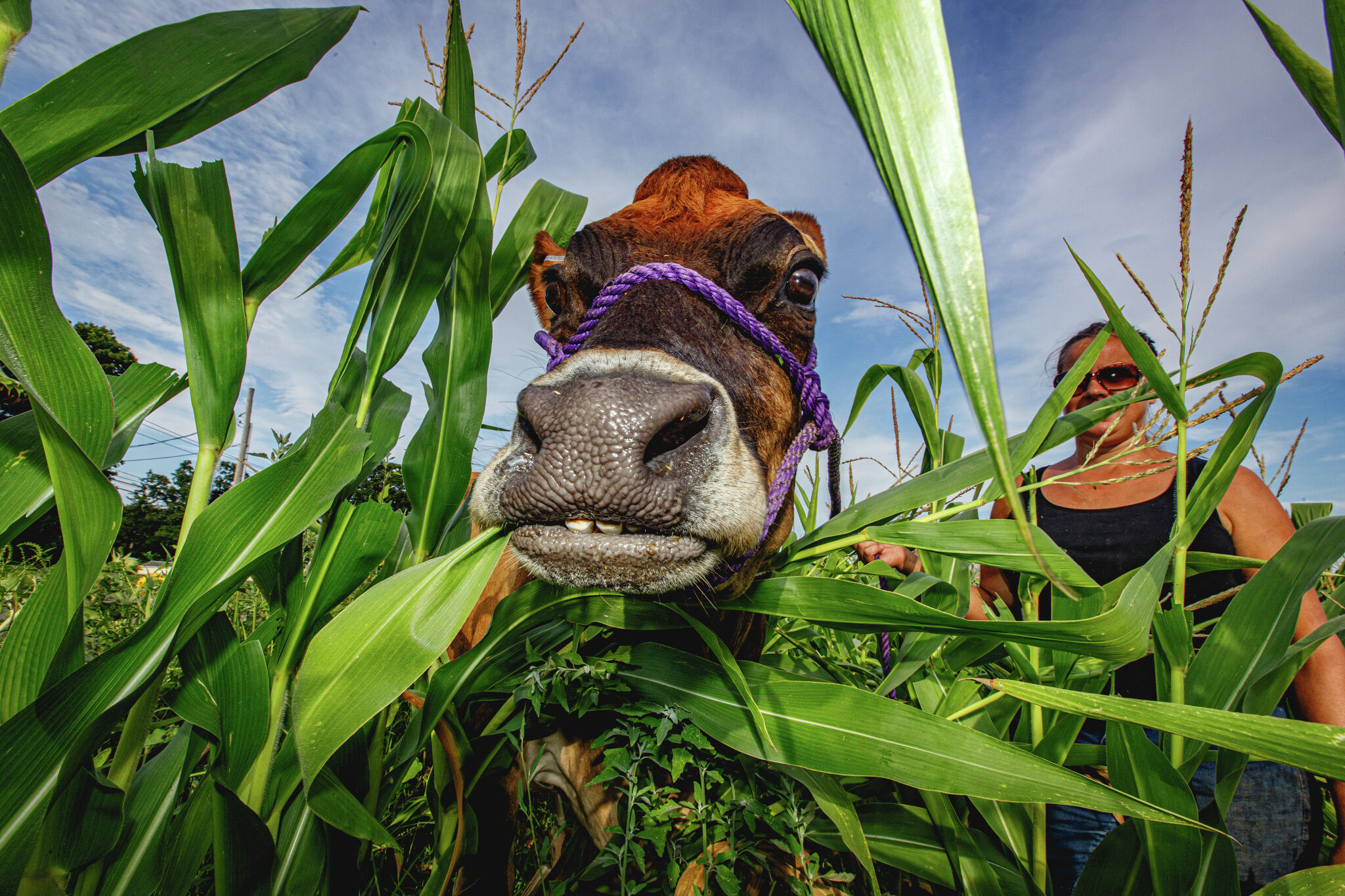 Inside CT’s country fairs: the people and animals behind the fun