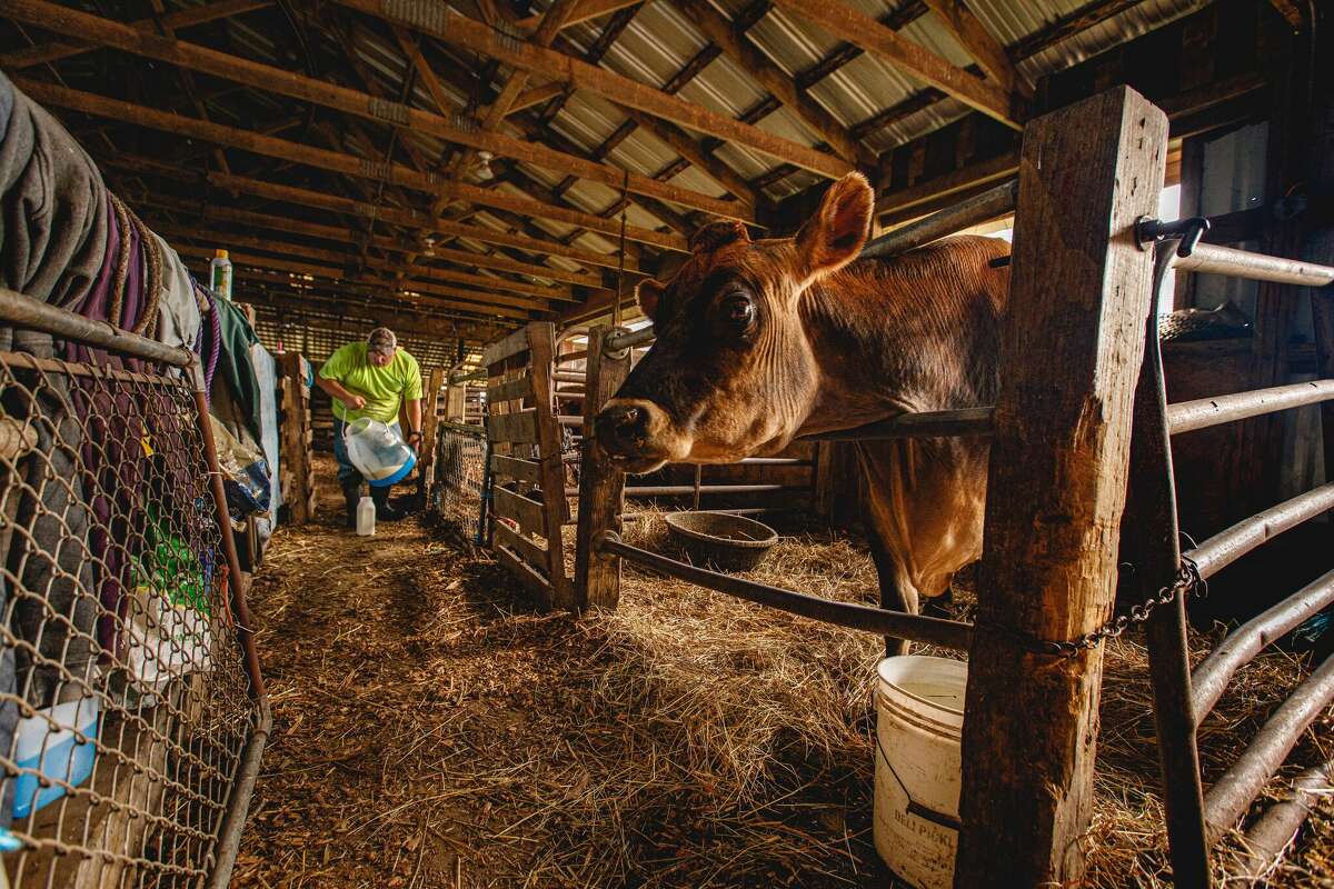 Inside CT’s country fairs: the people and animals behind the fun