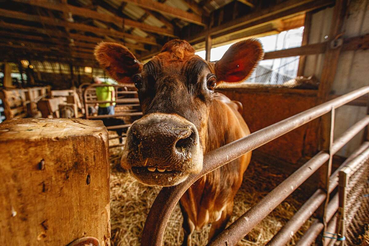 Inside CT’s country fairs: the people and animals behind the fun