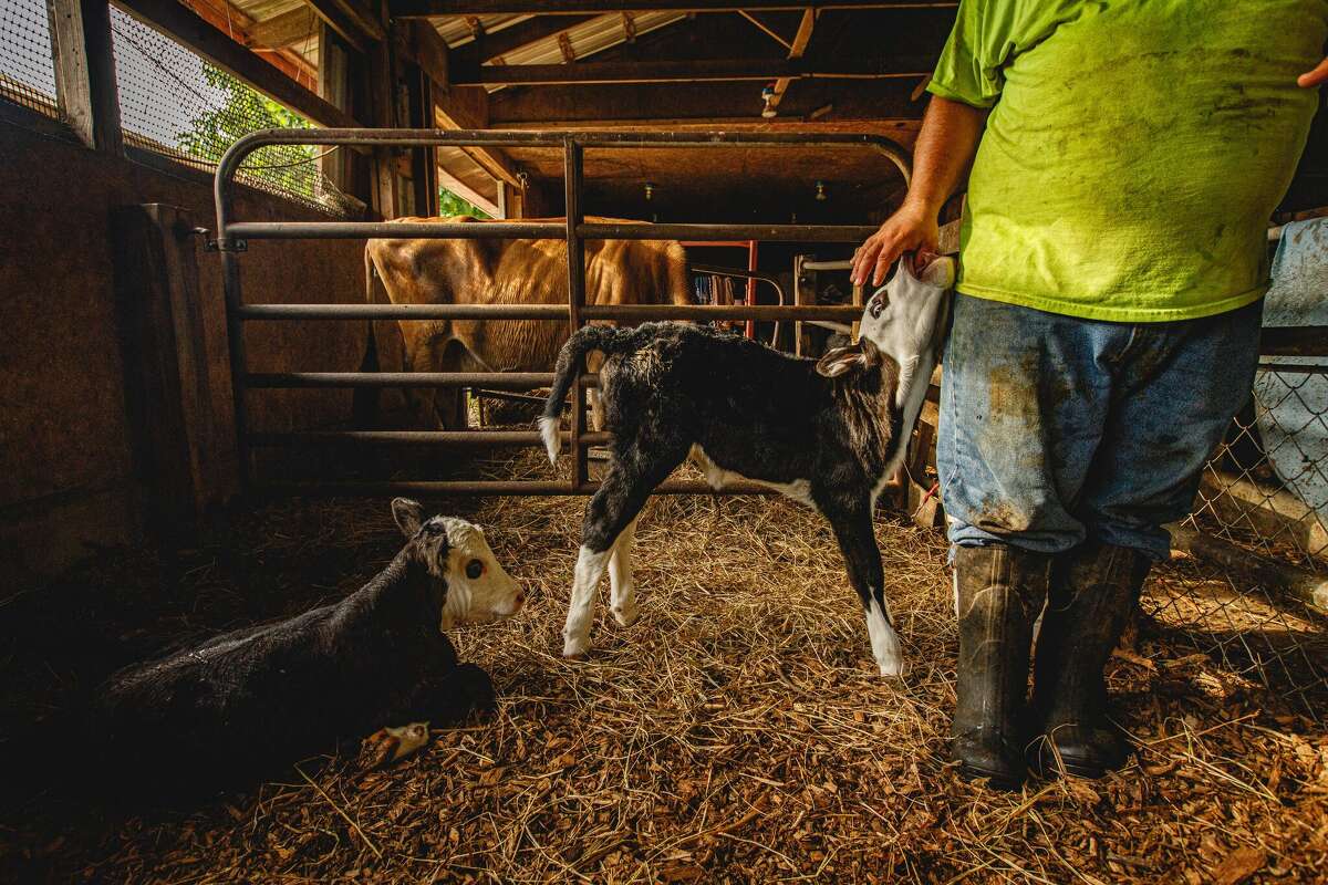 Inside CT’s country fairs: the people and animals behind the fun