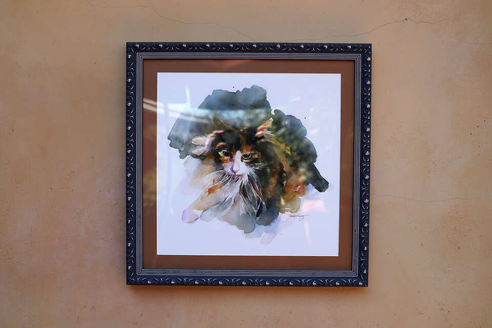 Disneyland cats are real. Here's how to see them.