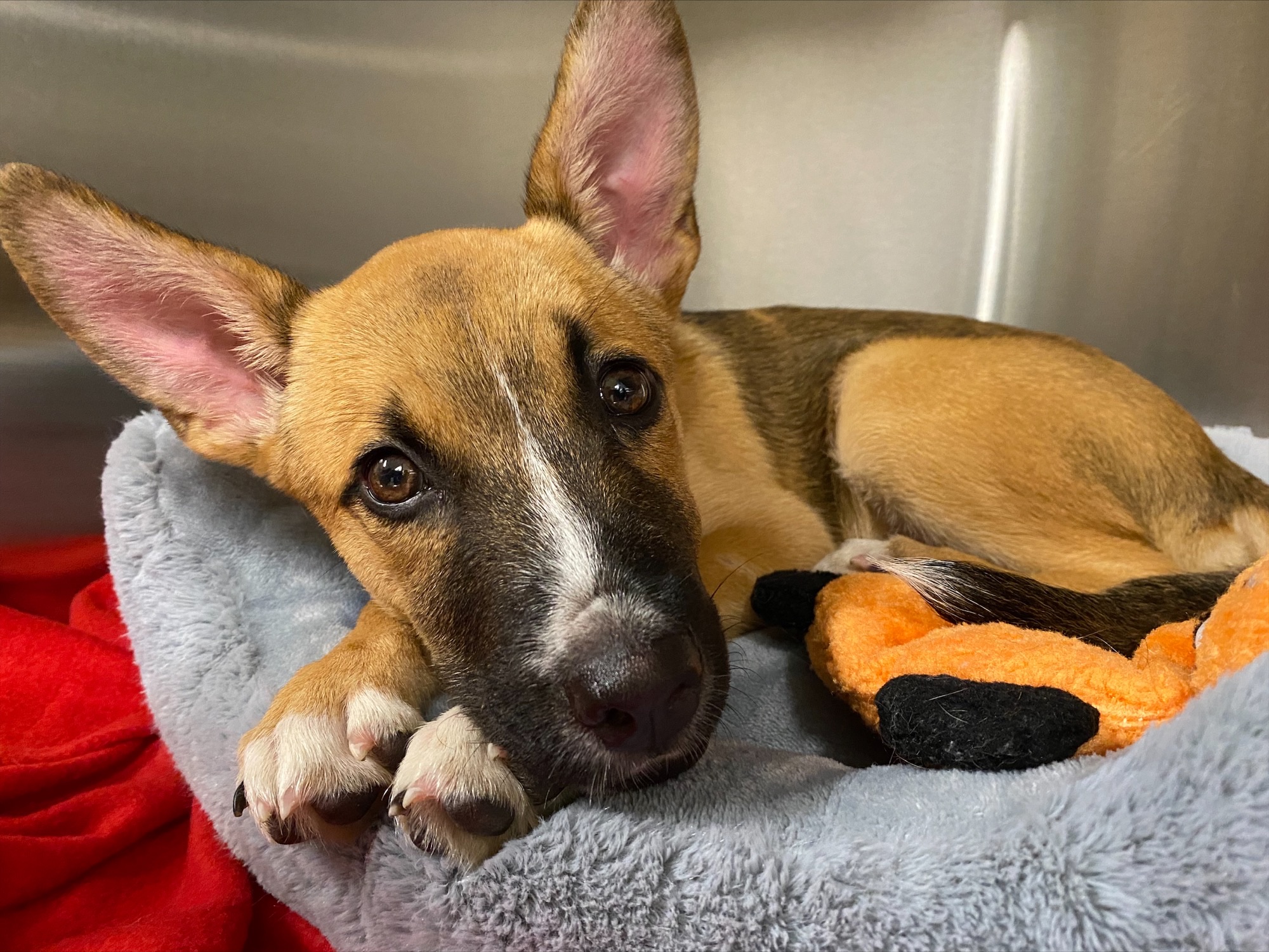 Severely beaten puppy struggling to survive, Schenectady police ...