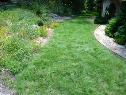Master Gardeners: Curly Mesquite is valuable range grass for warm, dry ...
