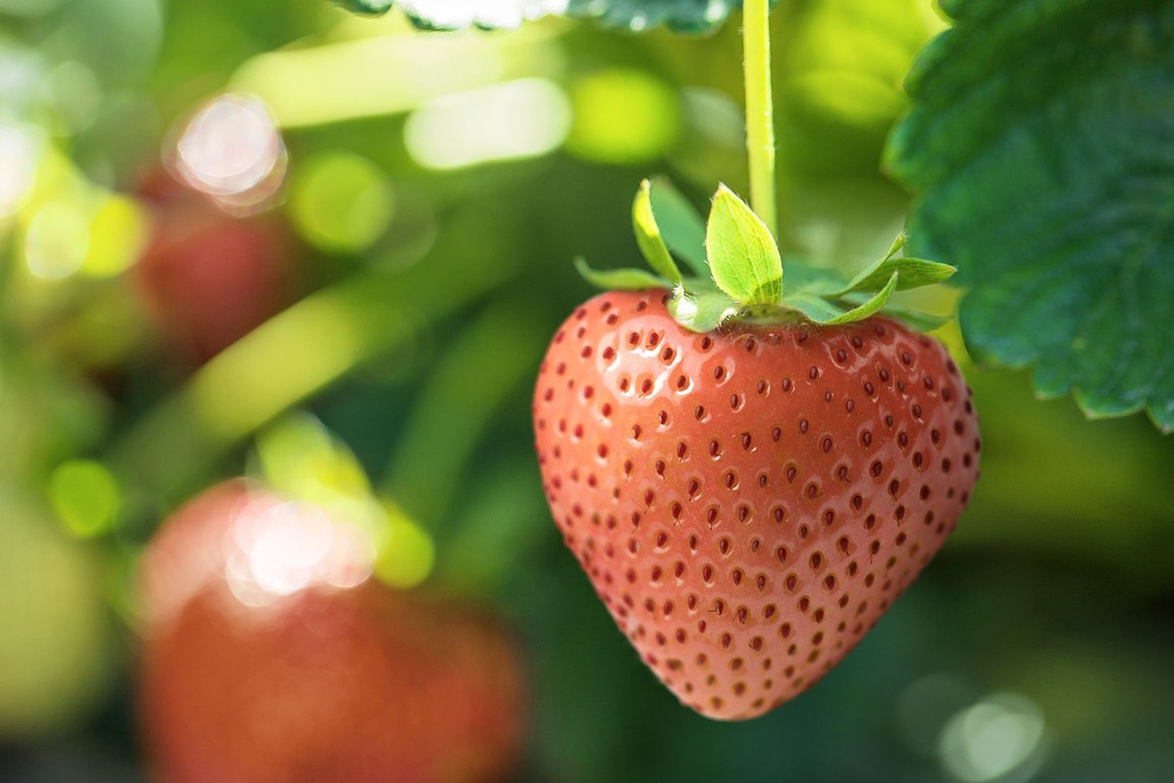 Driscoll relaunched Rosé Berries that emulate summer's favorite wine