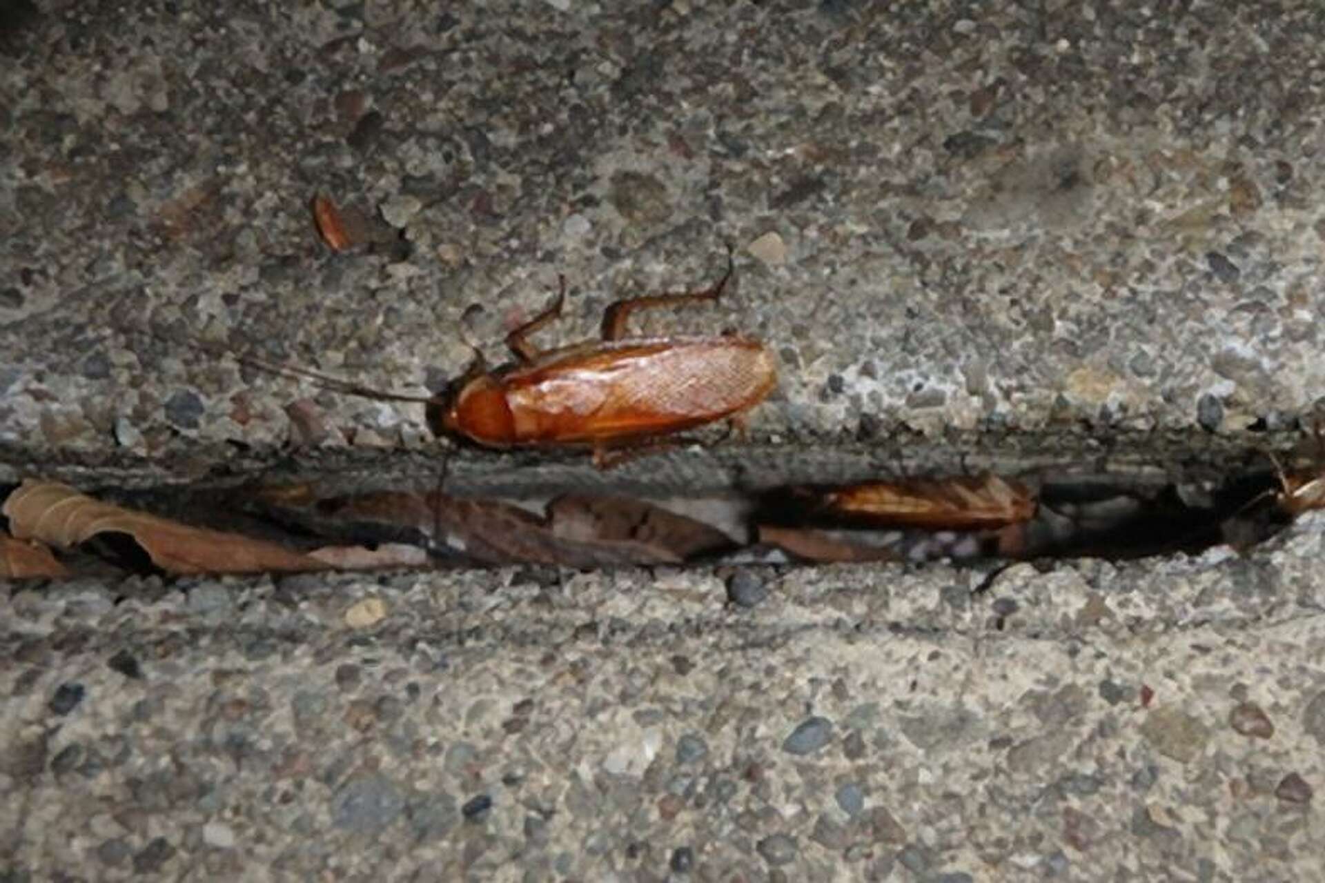 Turkestan cockroaches, invading California, already ‘all over the Bay Area’