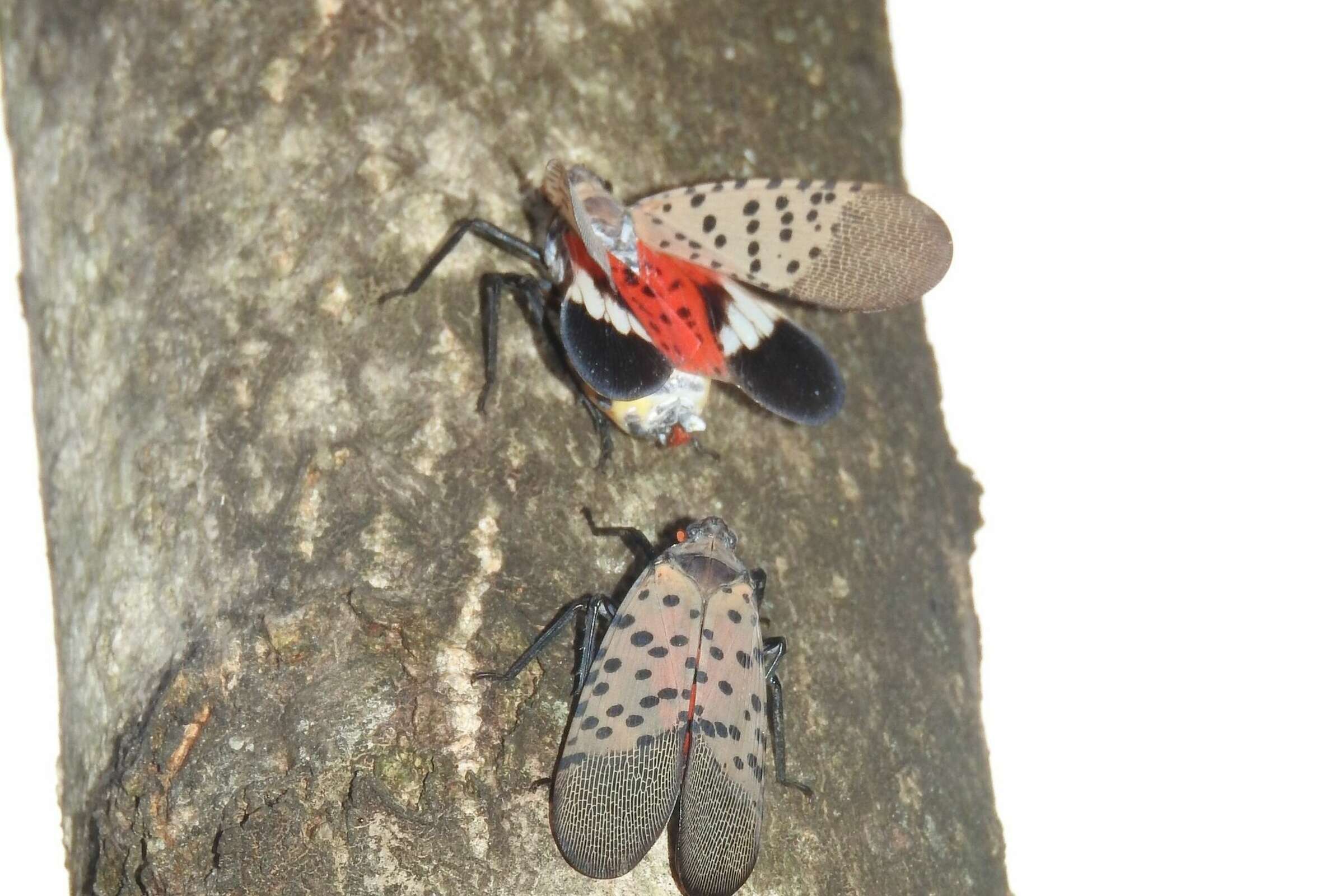 Michigan DNR urges residents to stomp on, kill spotted lanternflies