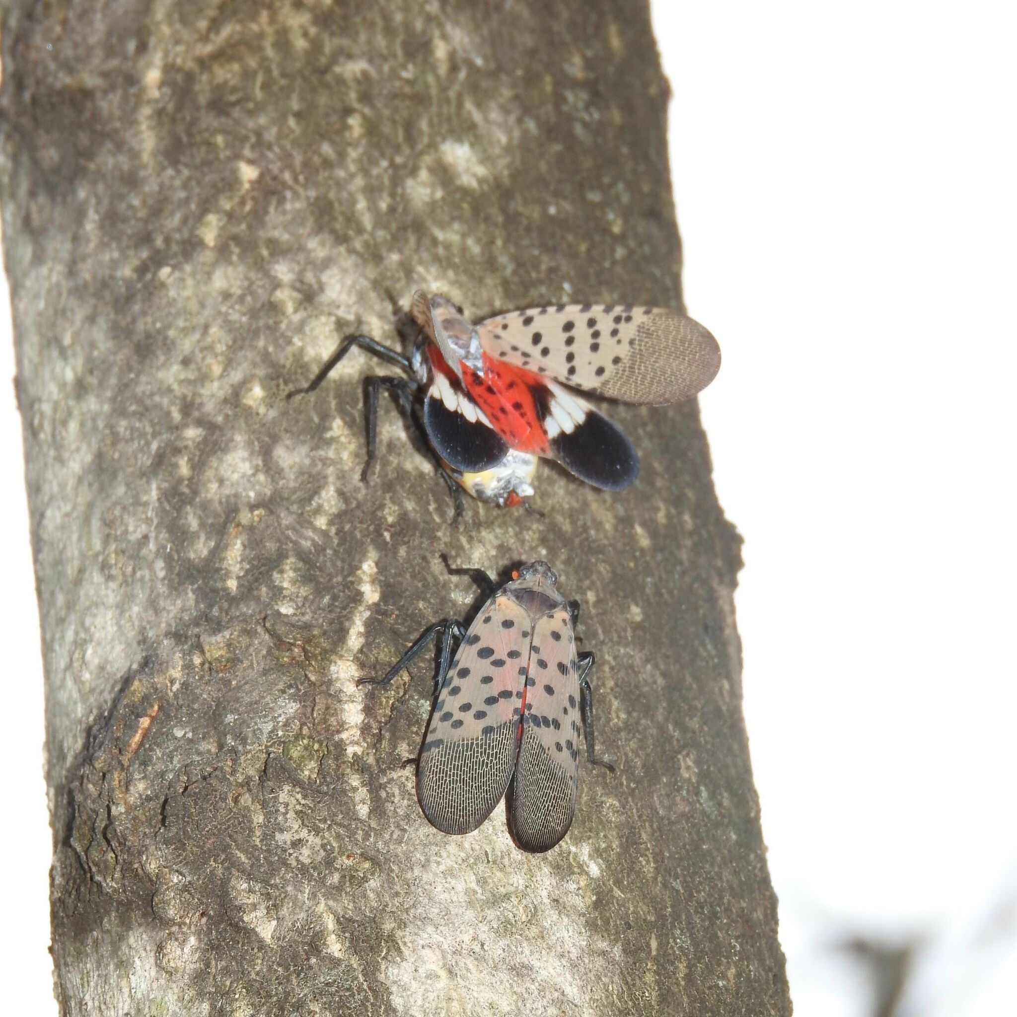 DNR wants you to stomp on, kill this invasive pest