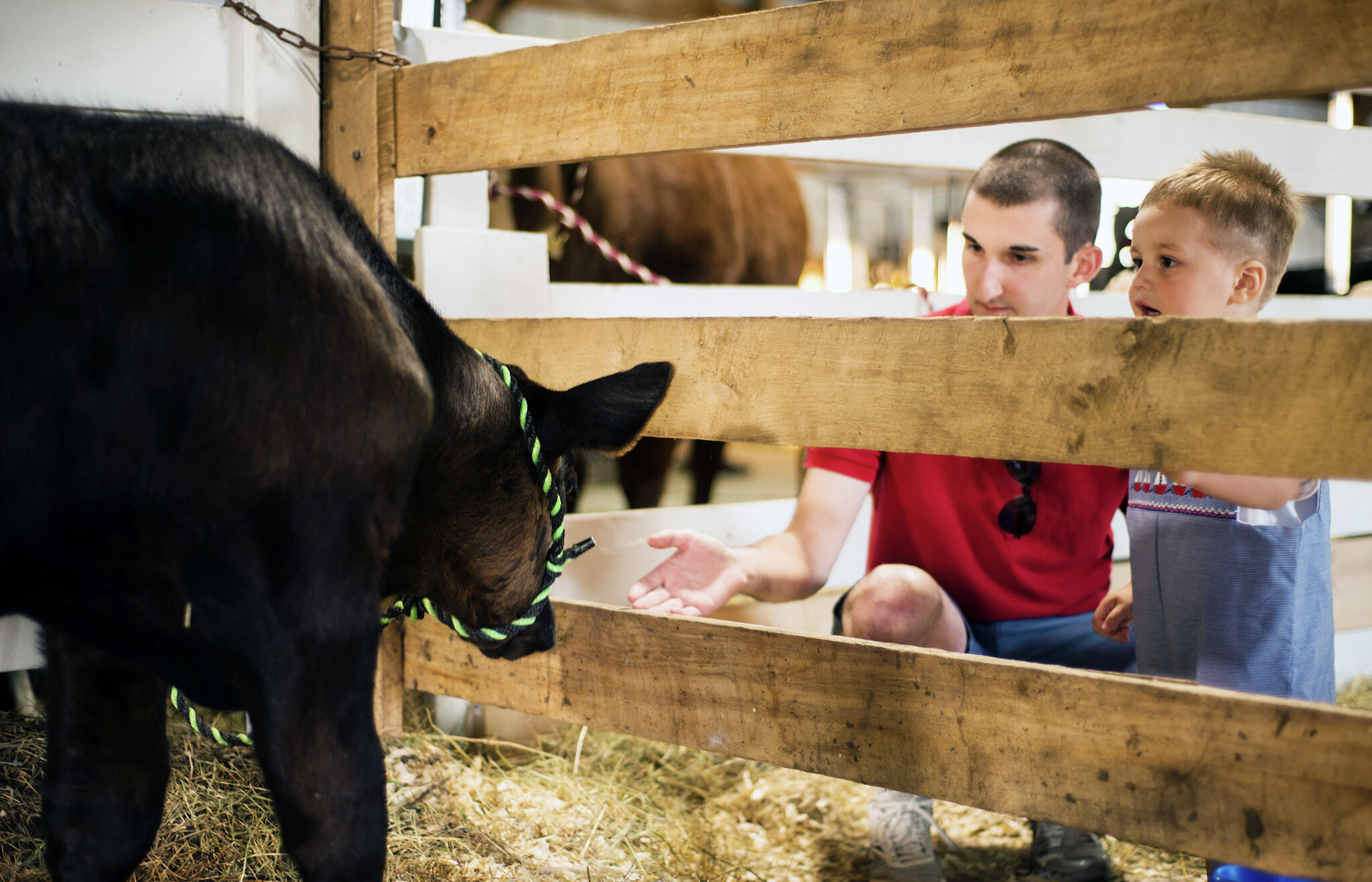 Trivia night raising funds for Pike County Fair youth livestock shows