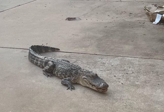 Texas man wrangles alligator found on front porch