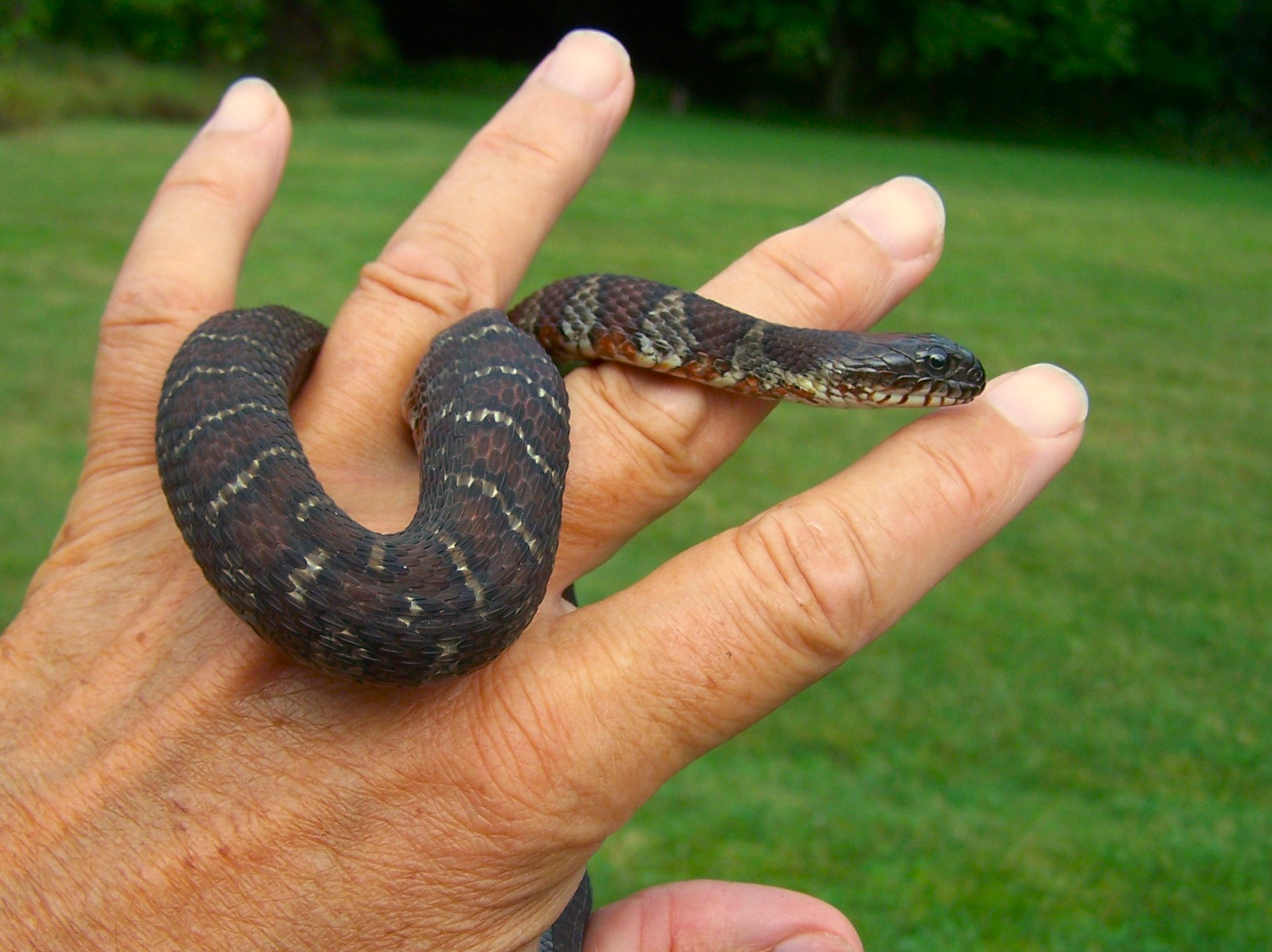 Huron County Nature Center hosts snake presentation