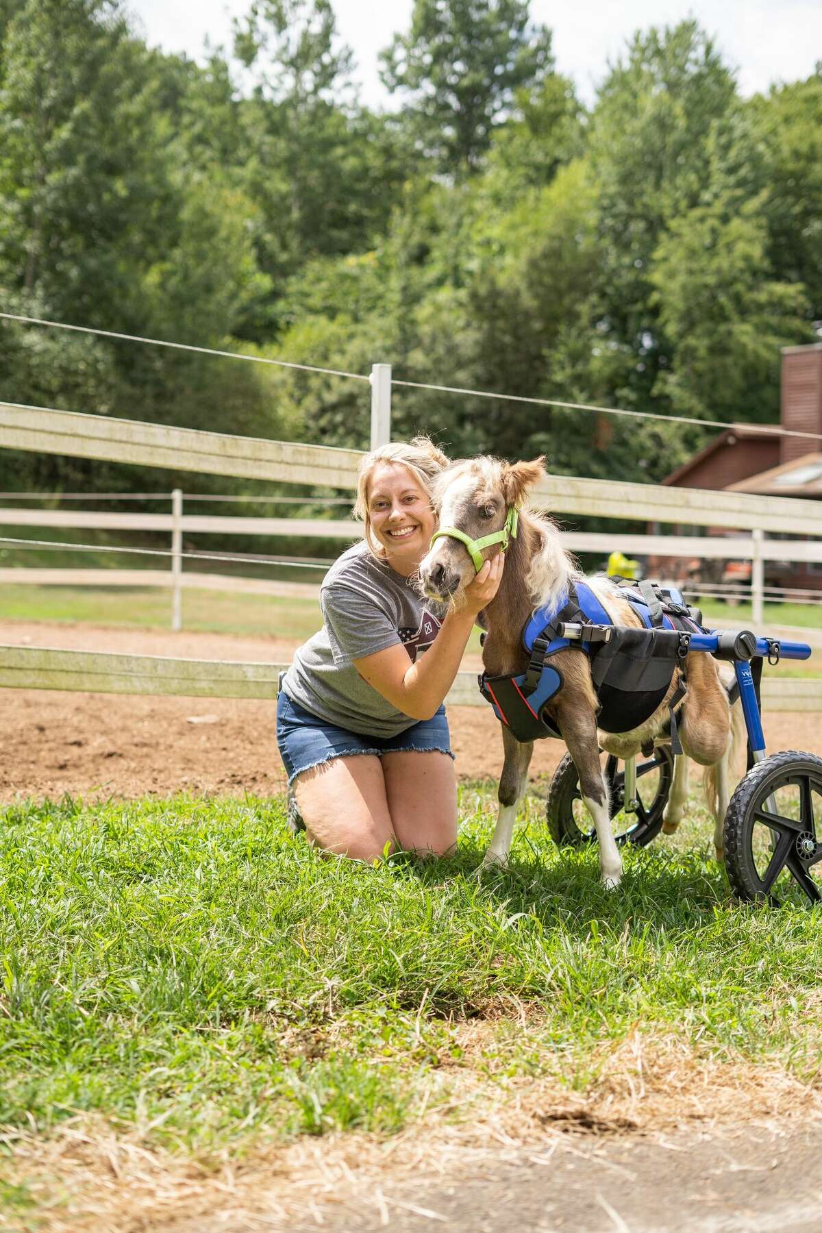 Miniature horse in North Haven gets wheelchair from Walkin' Pets