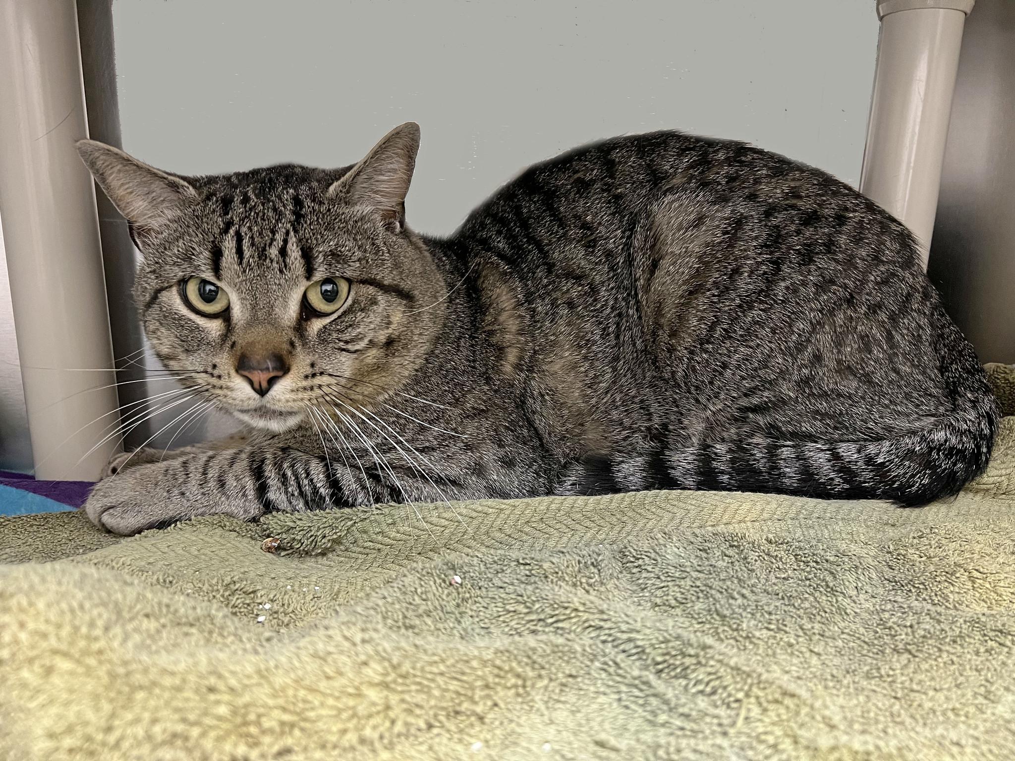 Pet of the week: Skitch