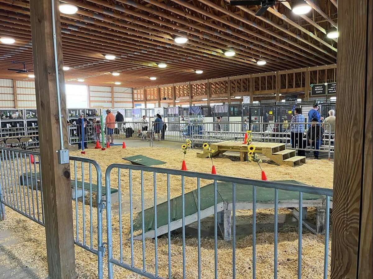 4-H youth compete at Midland County Fair's goat obstacle course