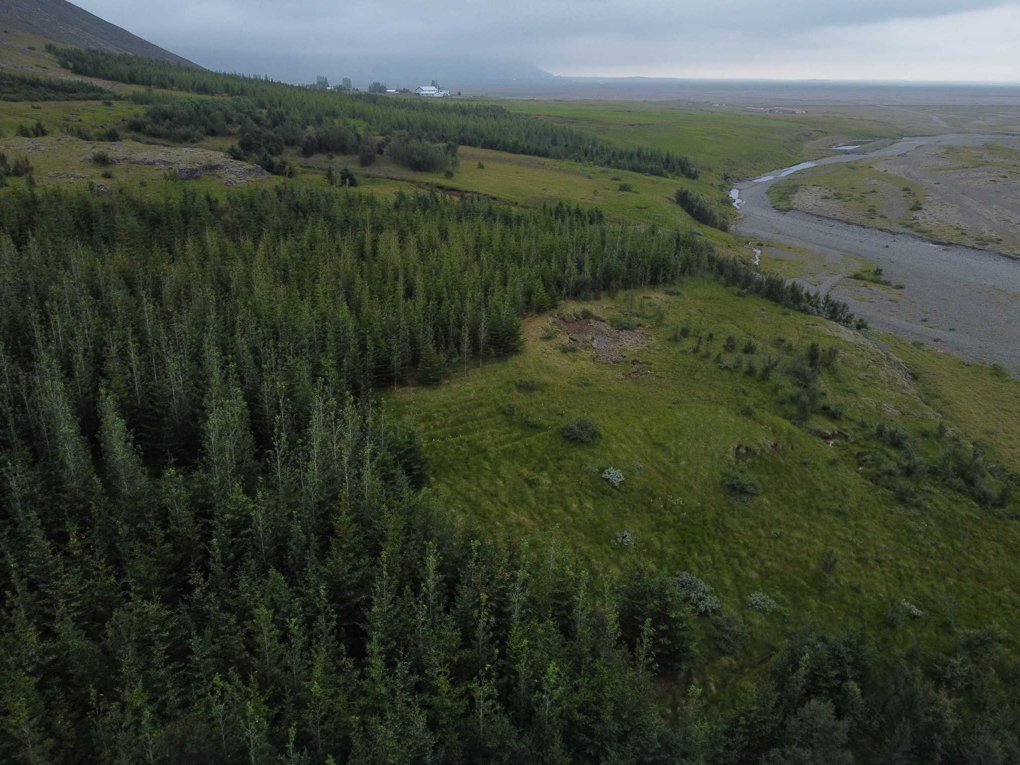 As Earth's climate warms, more pine trees are popping up in unusual places