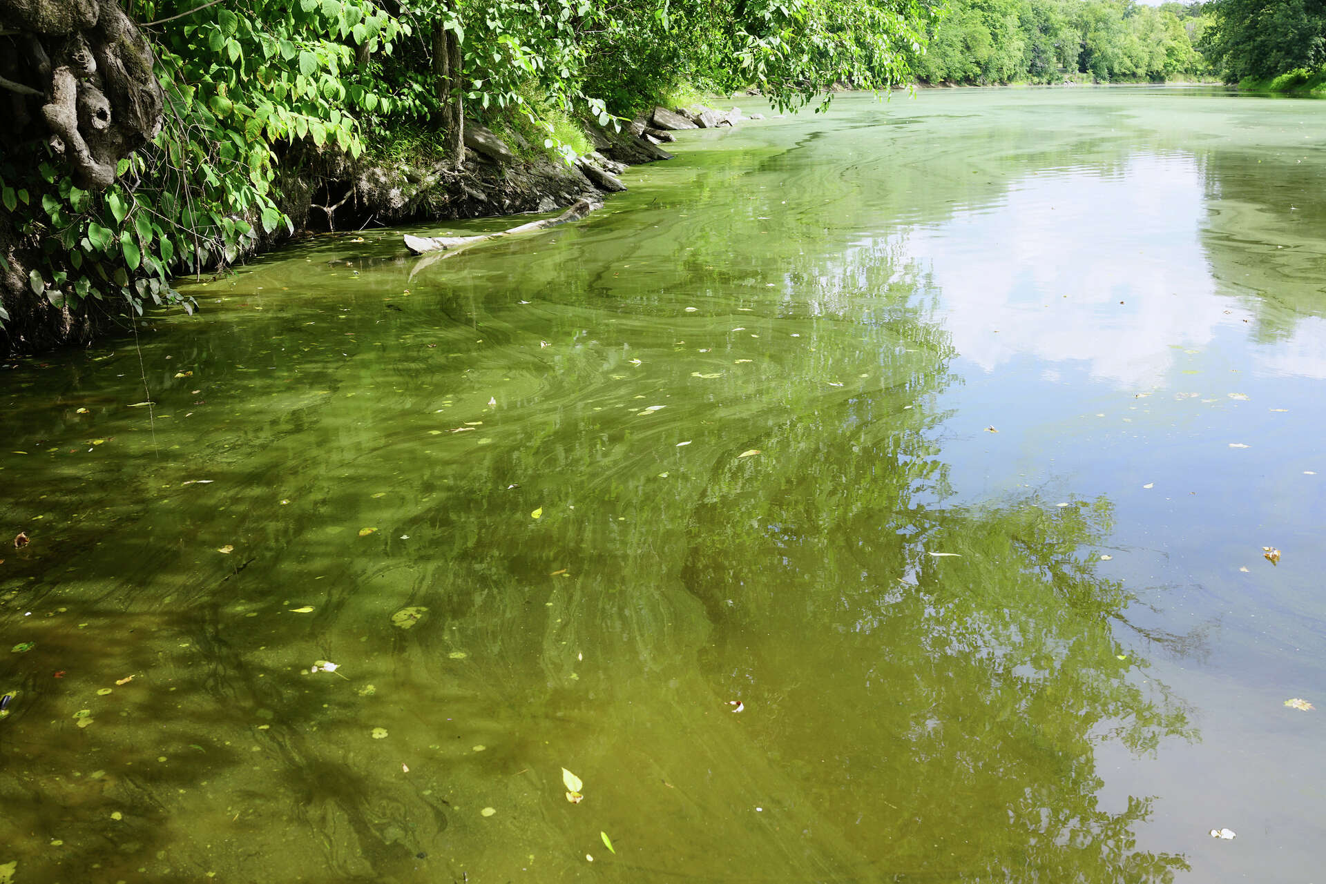 Toxic bacteria slick spreads over Wallkill River