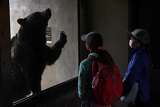 California grizzly bears have been gone for a century. Should we bring ...