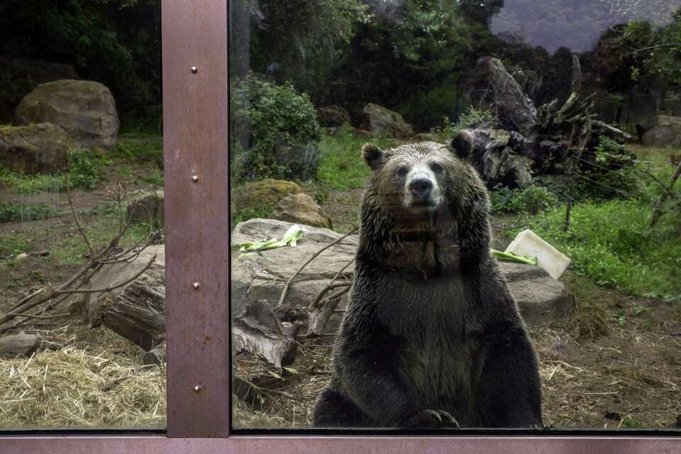 California grizzly bears have been gone for a century. Should we bring ...