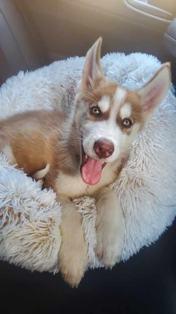 Police: Husky puppy stolen in Bridgeport armed robbery
