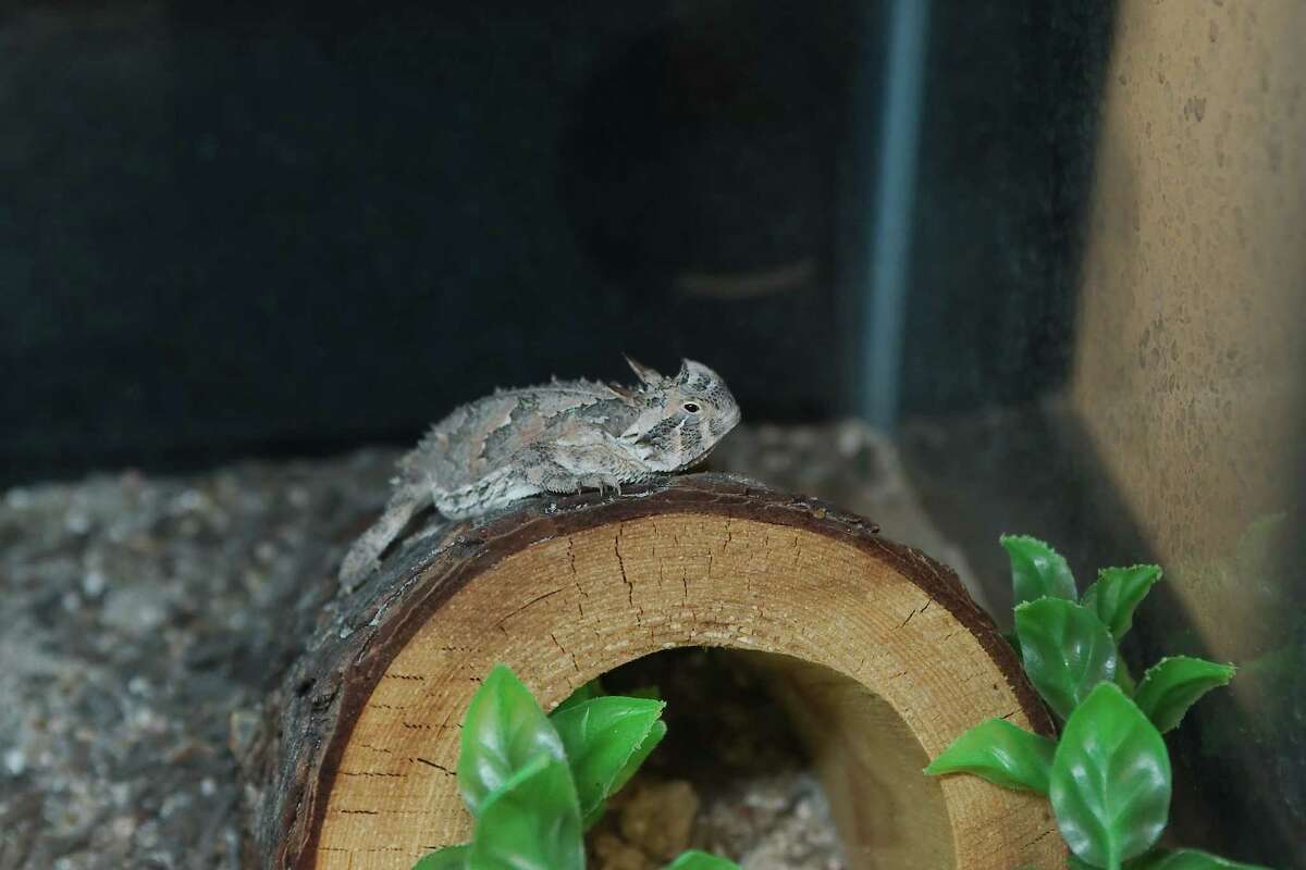 How Pearland nature center is trying to bring Texas horned lizards back ...