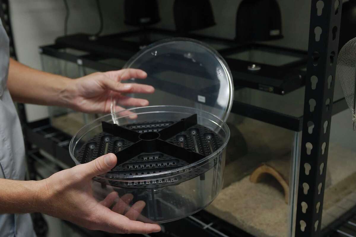 How Pearland nature center is trying to bring Texas horned lizards back ...