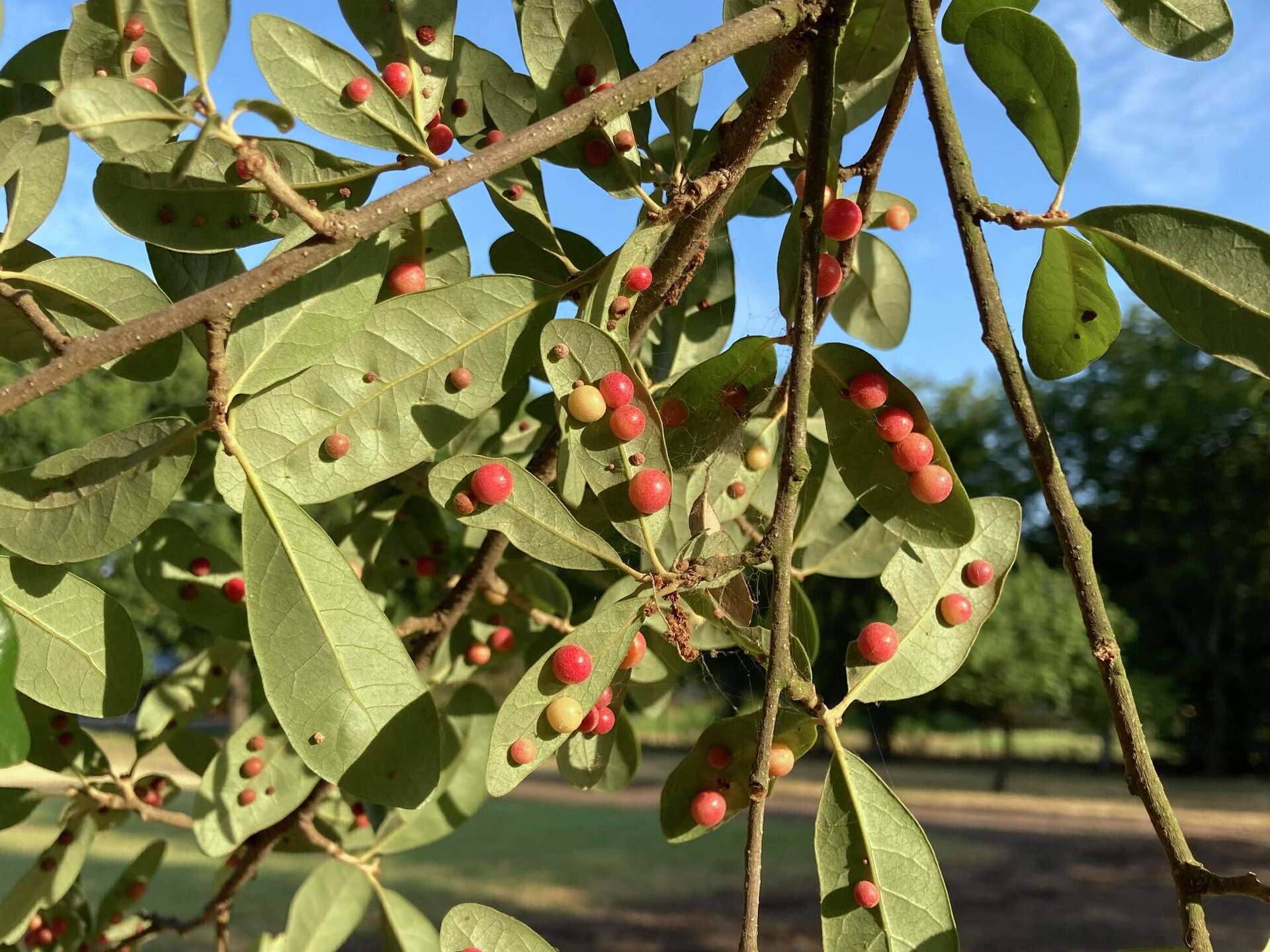 How do you get rid of crape myrtle sprouts in your yard?