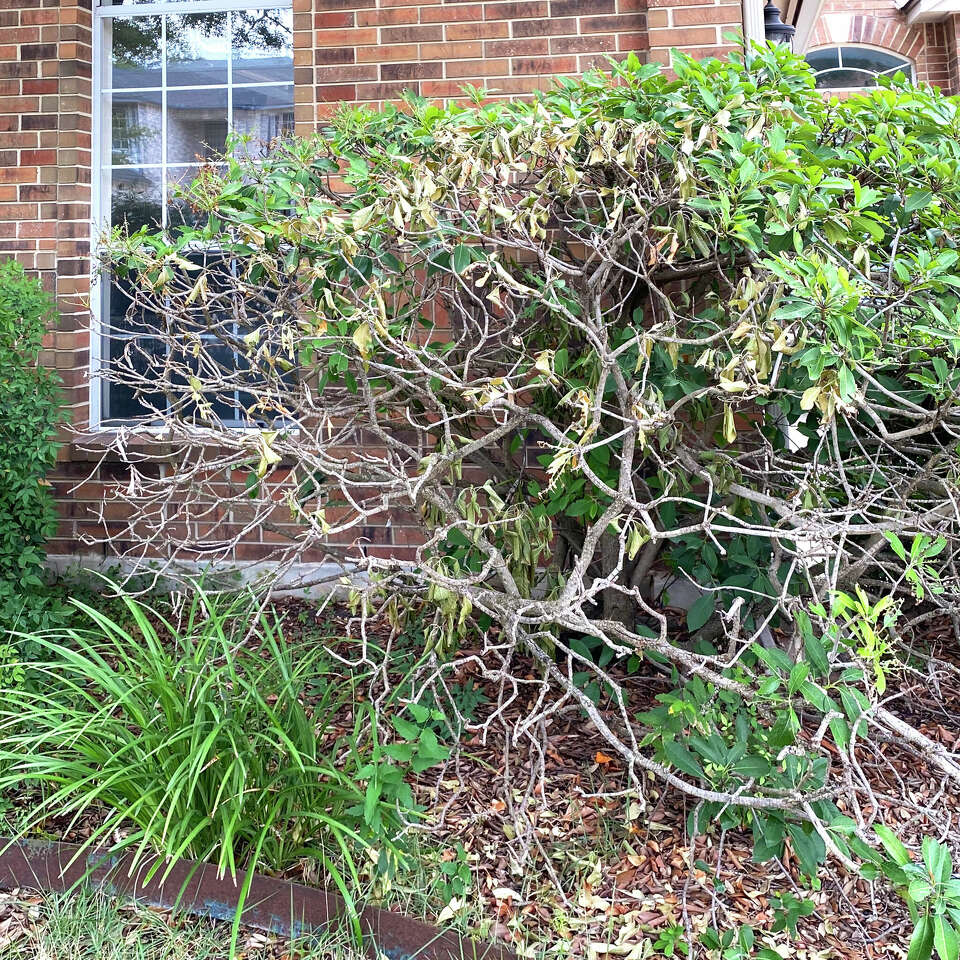 How do you get rid of crape myrtle sprouts in your yard?