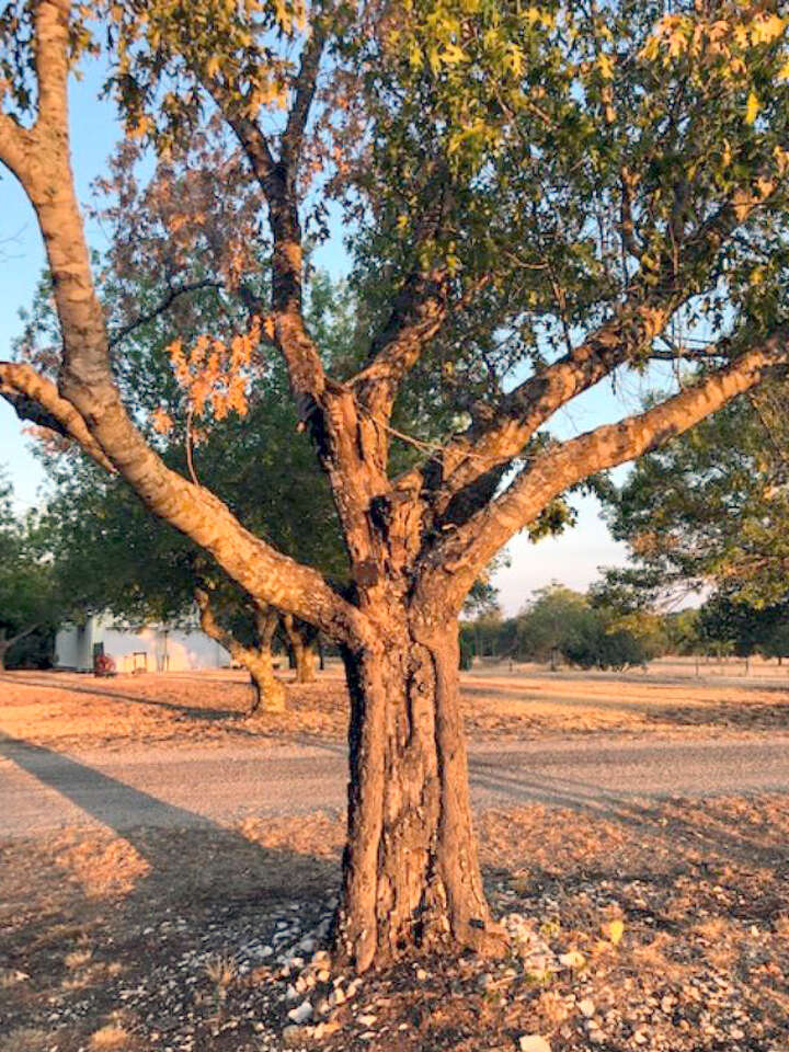 How do you get rid of crape myrtle sprouts in your yard?