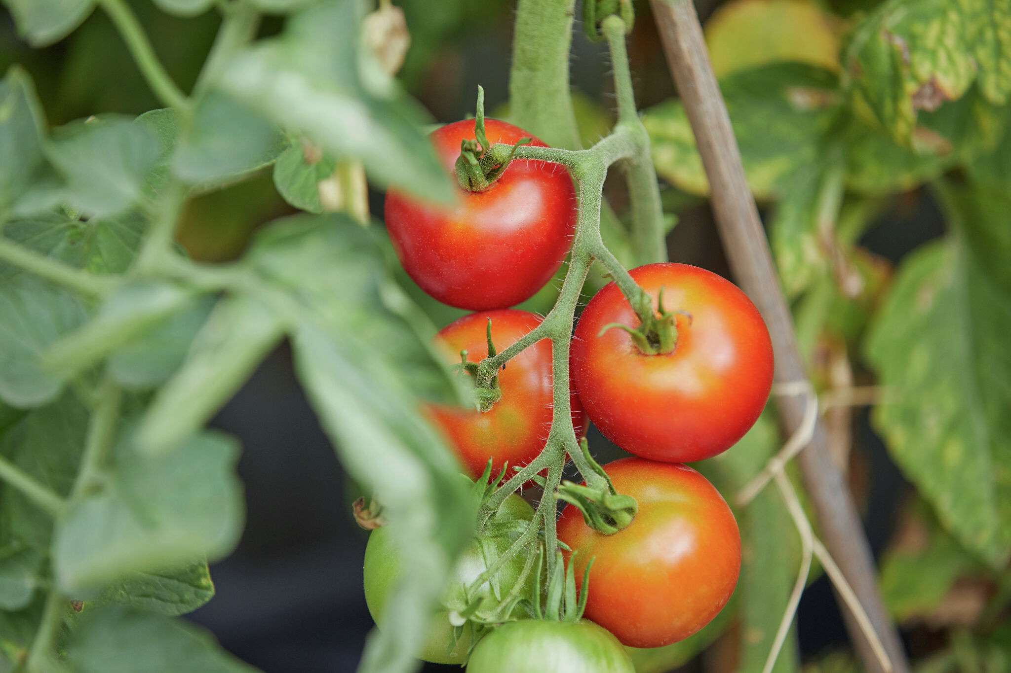 Get ready to plant fall tomato crop in San Antonio