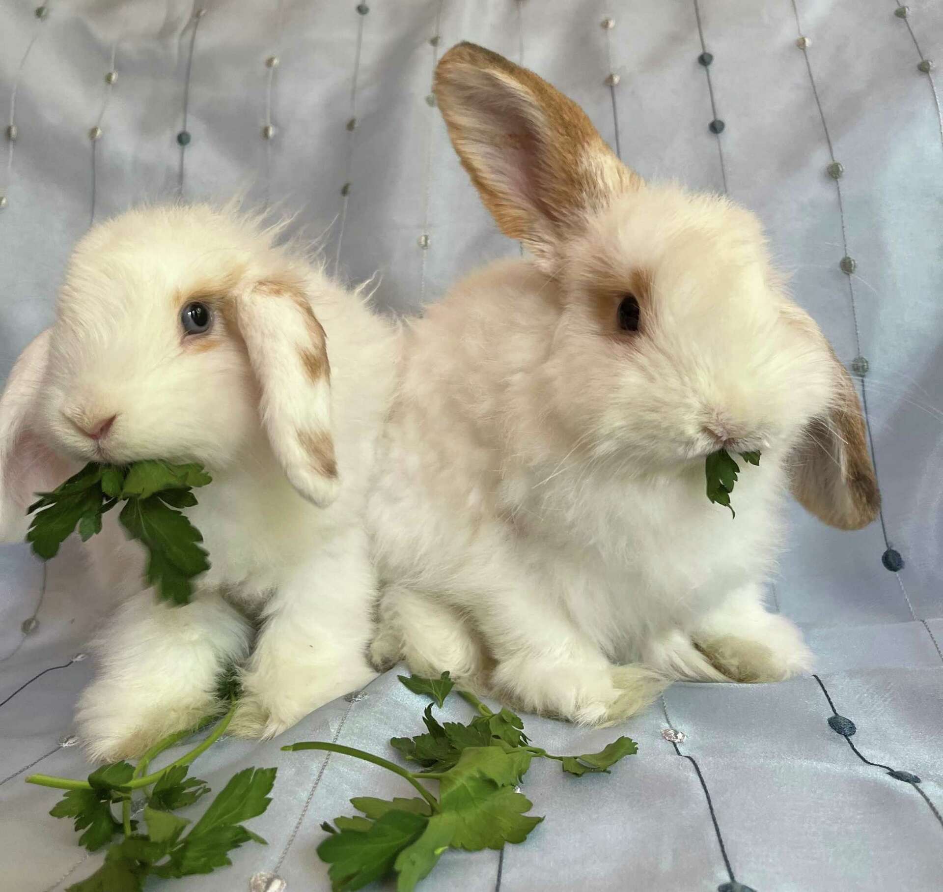 Unwanted rabbits are overwhelming many Bay Area animal shelters. Here’s why