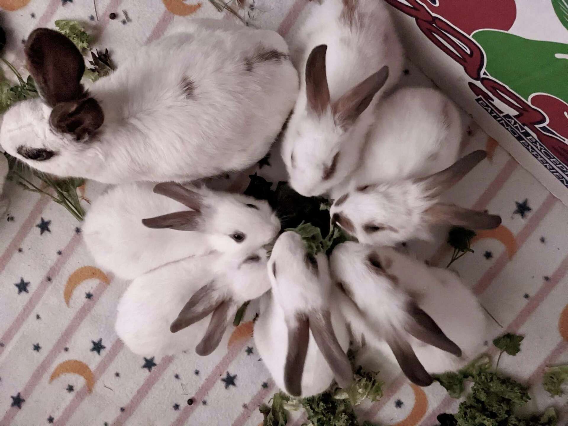 Unwanted rabbits are overwhelming many Bay Area animal shelters. Here’s why
