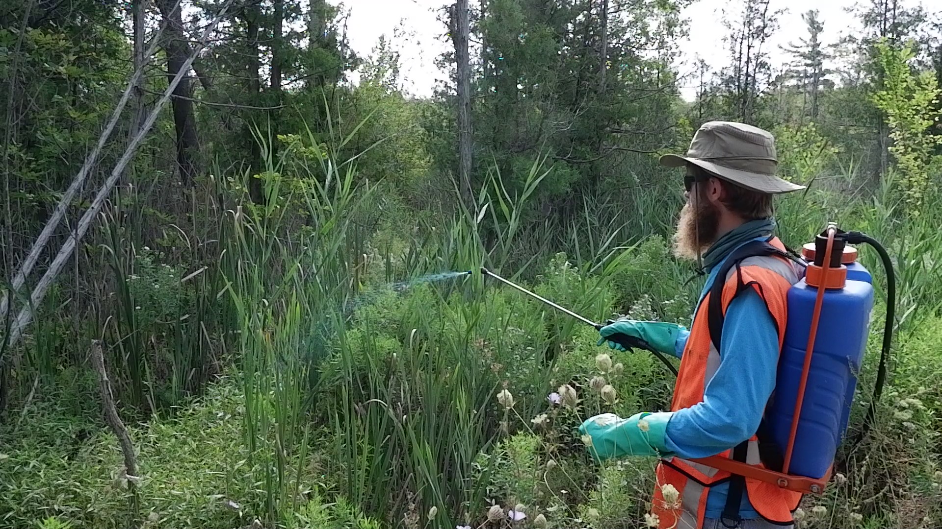 North Country Cooperative helps control invasive species
