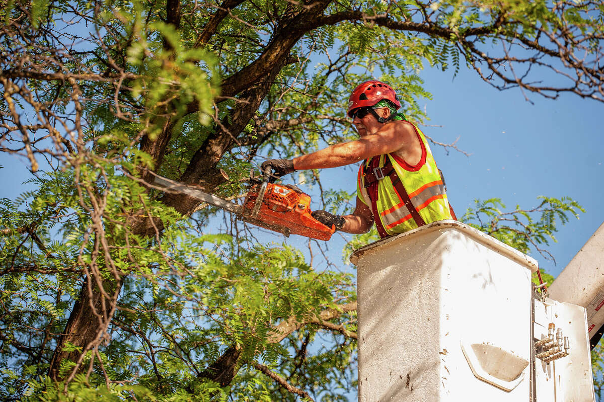 PHOTOS: Tree trimming on Saginaw