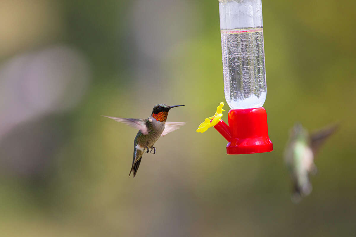 Hummingbird migration: Millions are headed to Texas to fatten up