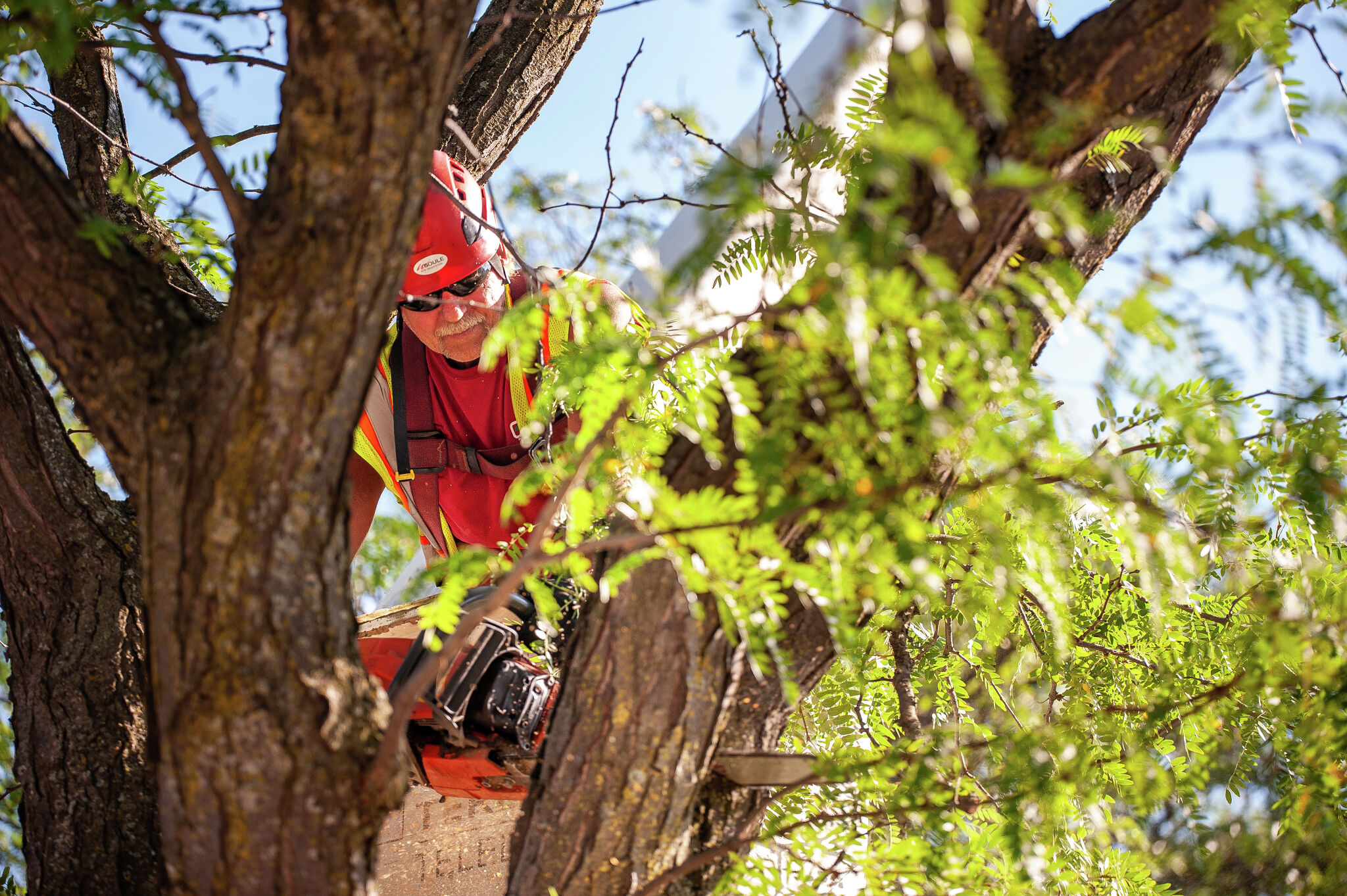 PHOTOS: Tree trimming on Saginaw