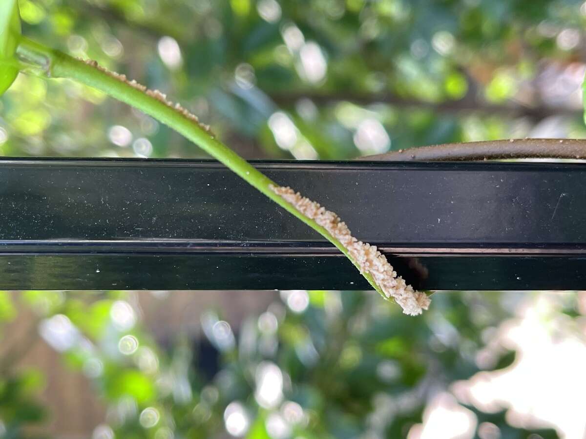 What’s wrong with my lawn? Experts offer grass disease solutions