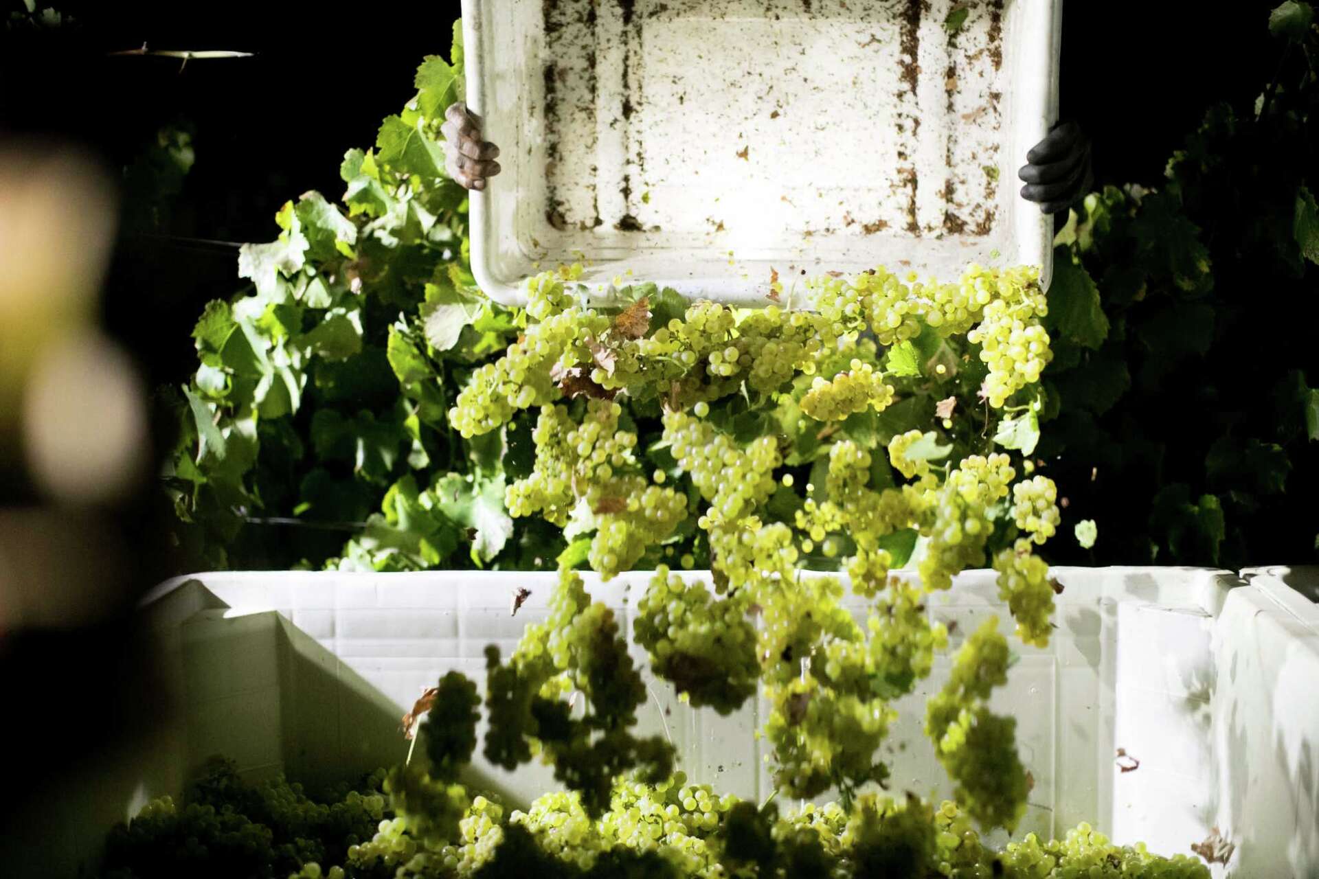 It’s impossible to tell how California’s 2022 wine grape harvest is going