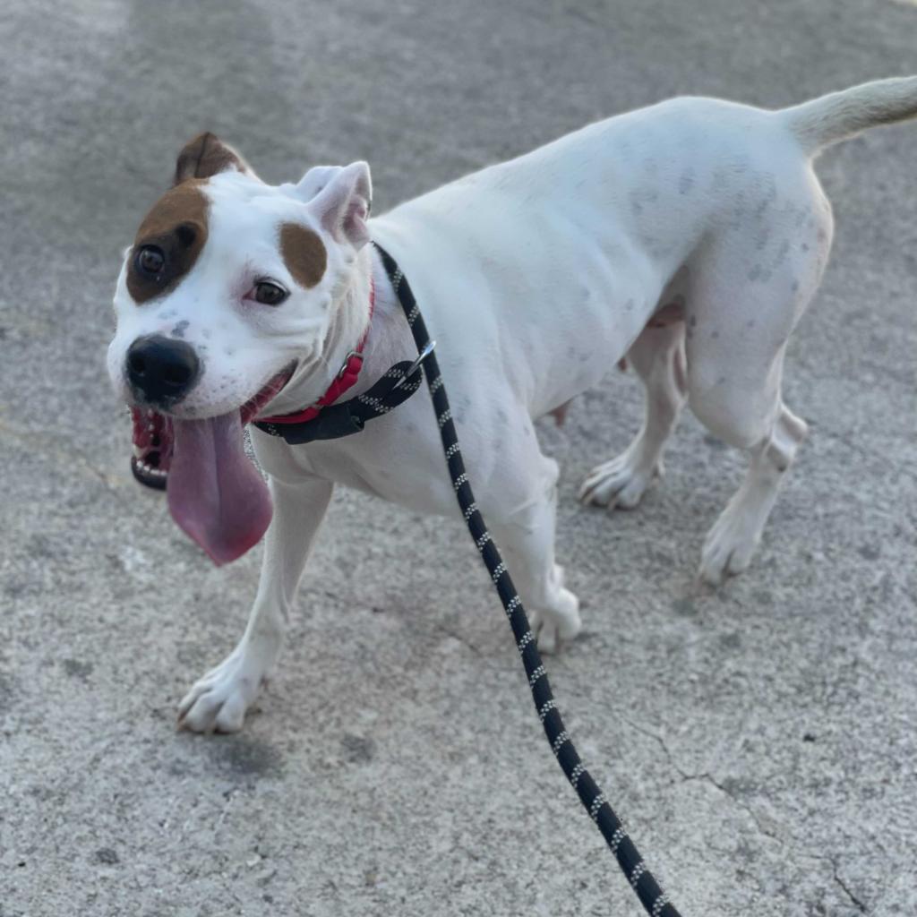 SAPA! seeks home for America's Got Talent next biggest star