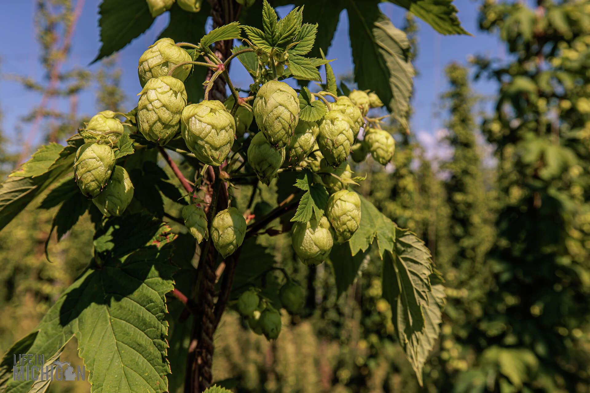 Hop Alliance established itself as a key hop farmer and brokerage
