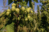 Hop Alliance established itself as a key hop farmer and brokerage