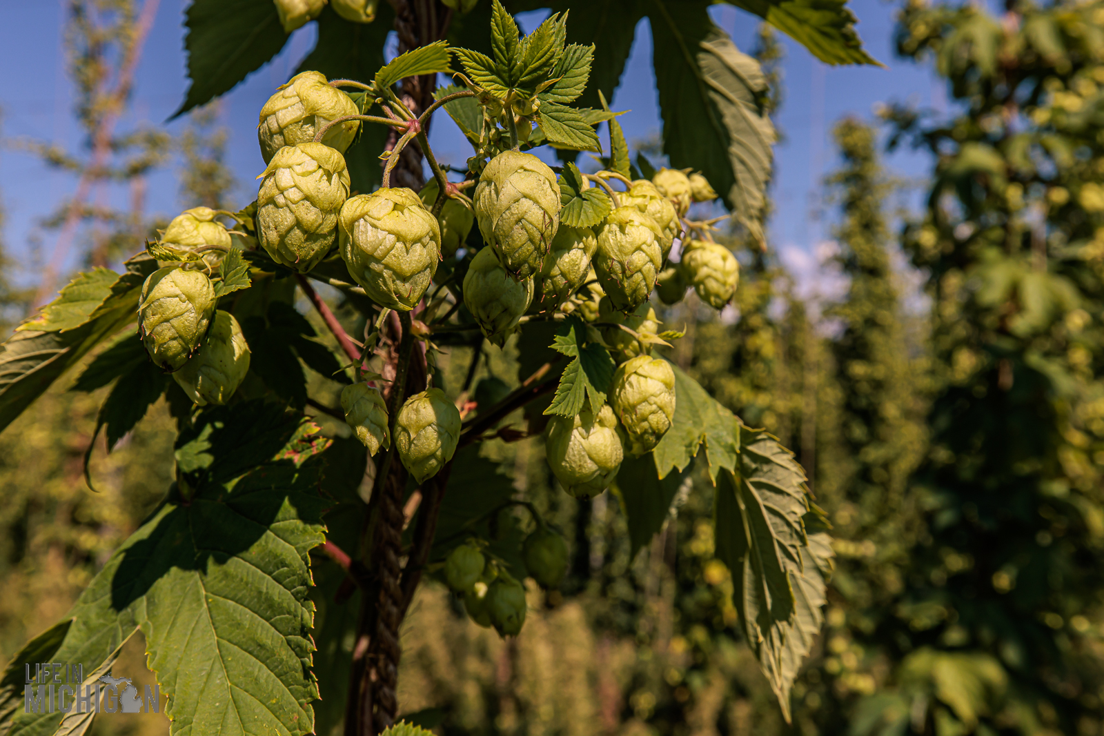 Hop Alliance established itself as a key hop farmer and brokerage