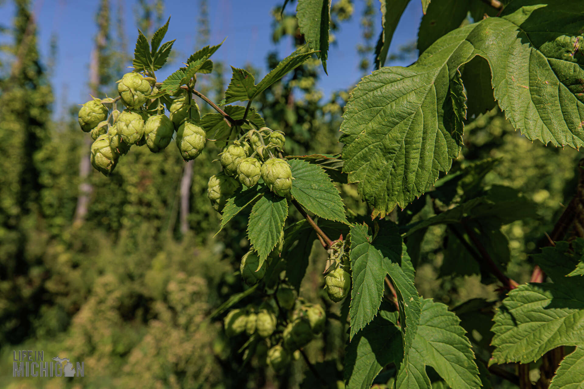 Hop Alliance established itself as a key hop farmer and brokerage