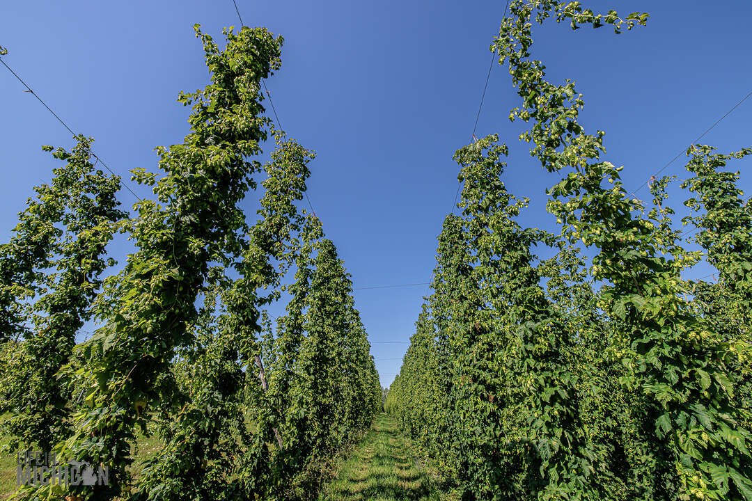 Hop Alliance established itself as a key hop farmer and brokerage