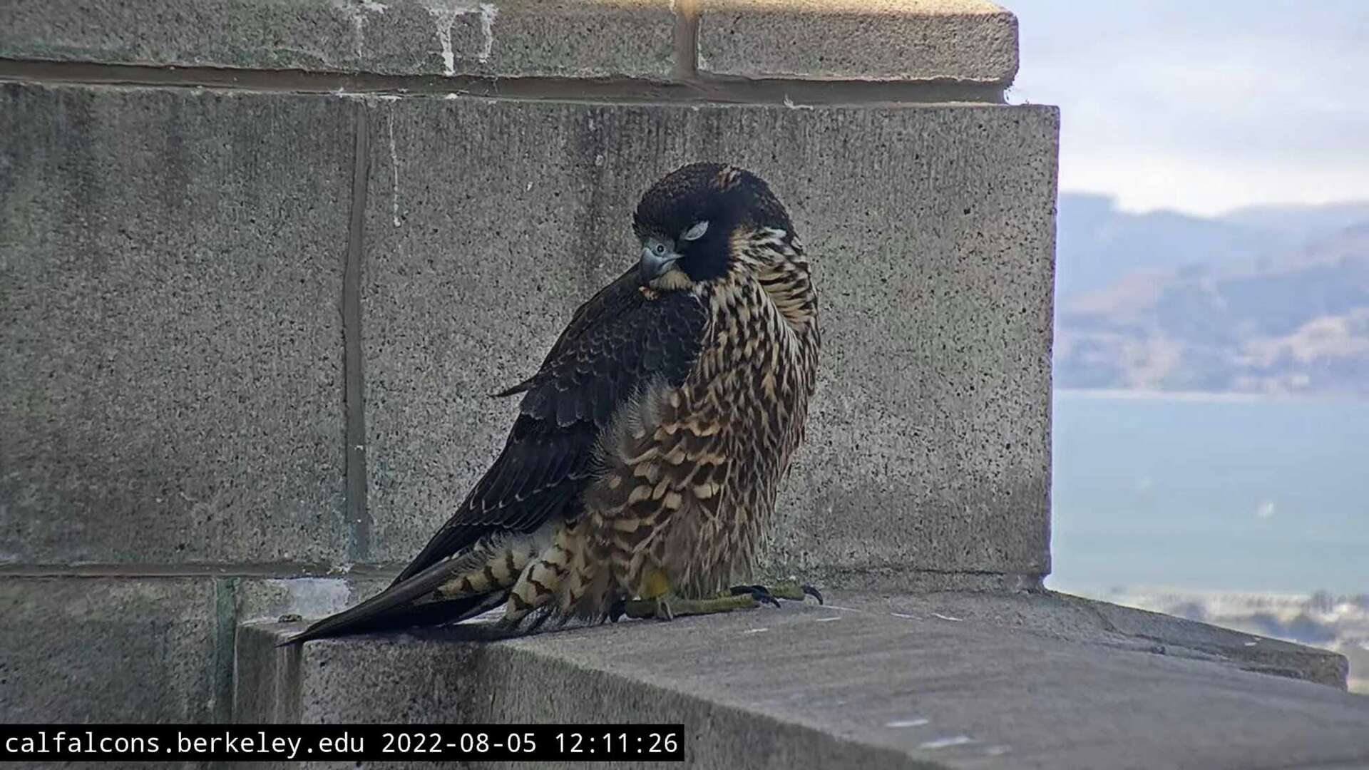 Daughter of UC Berkeley’s beloved peregrine falcons found dead