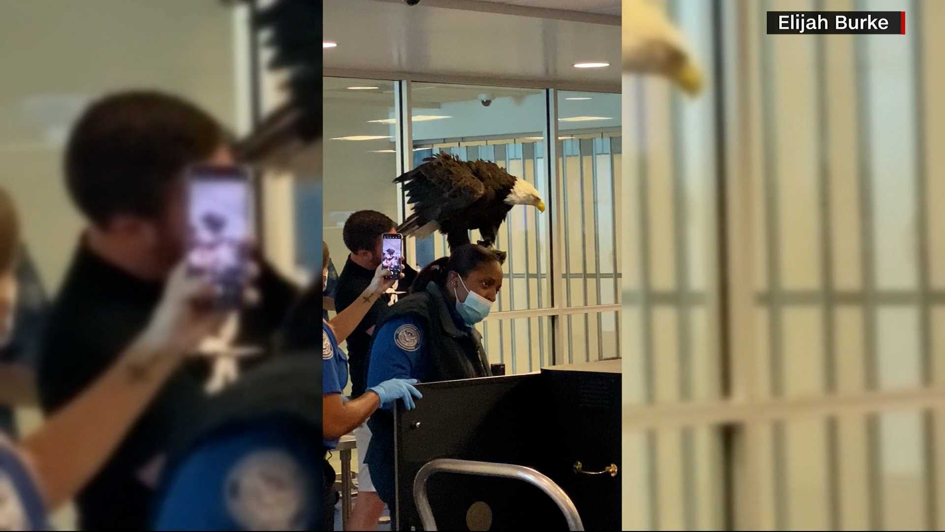 Flying eagle: Bald eagle gives 'flying' show in TSA line at North ...
