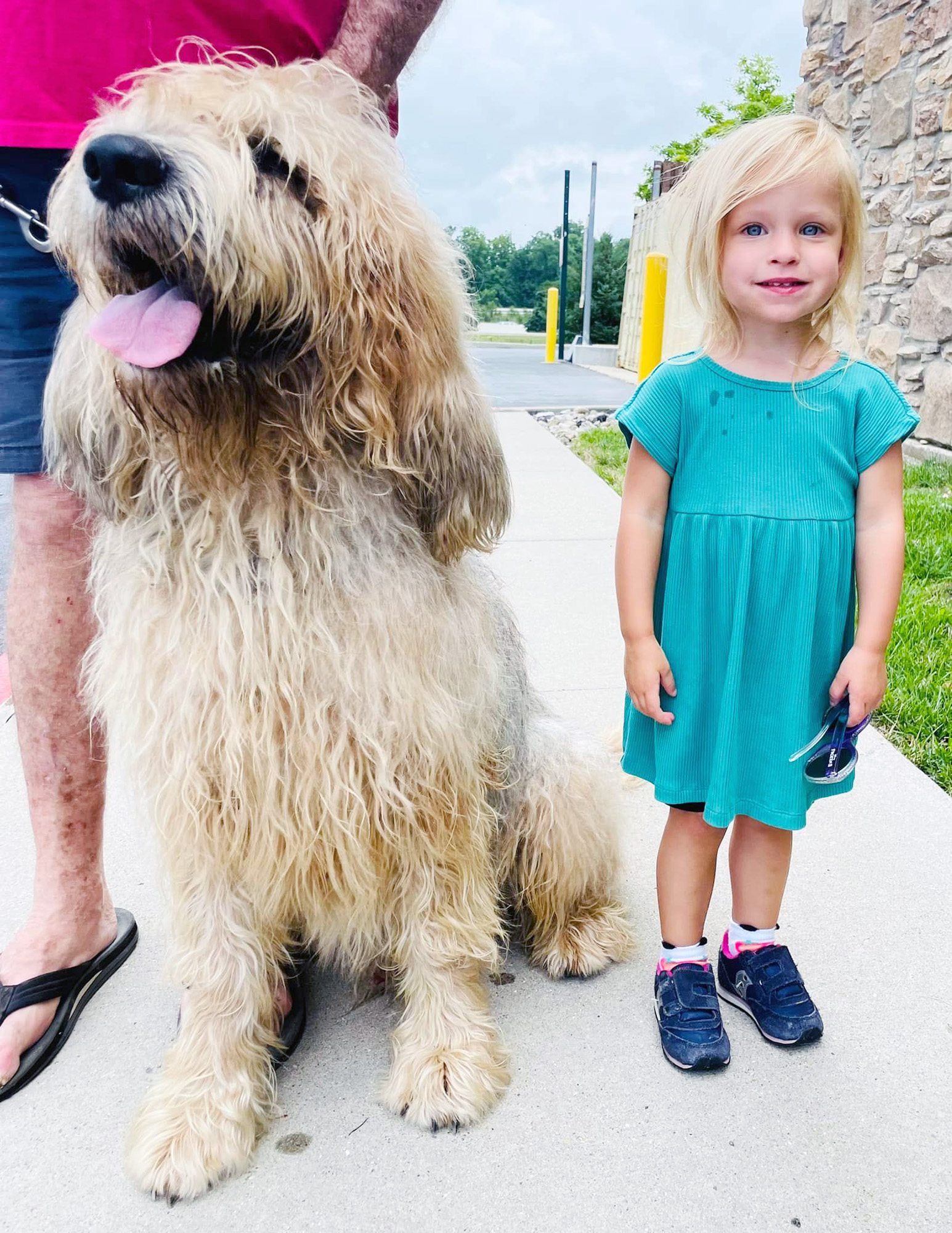 Rare otterhound sought near St. Louis