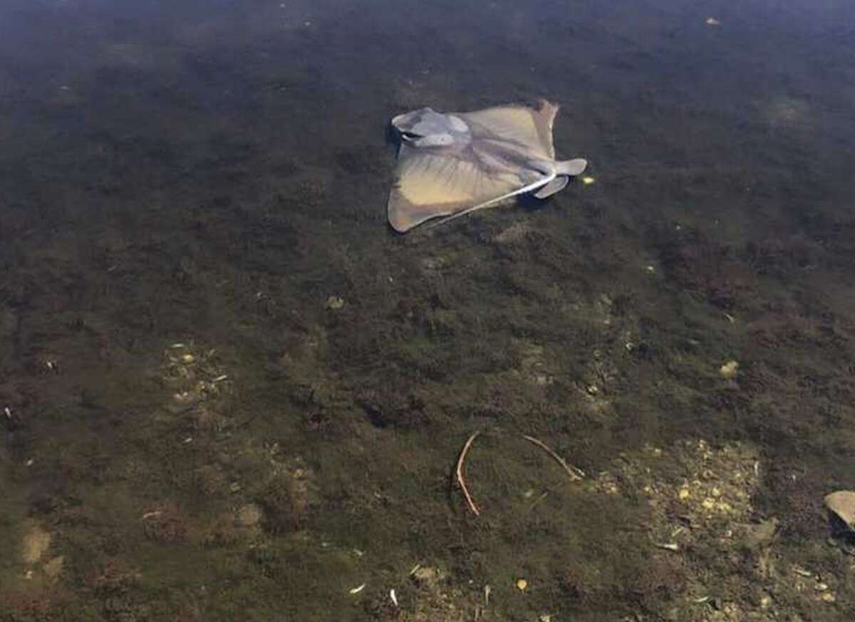 What to know about the algal bloom killing fish in SF Bay