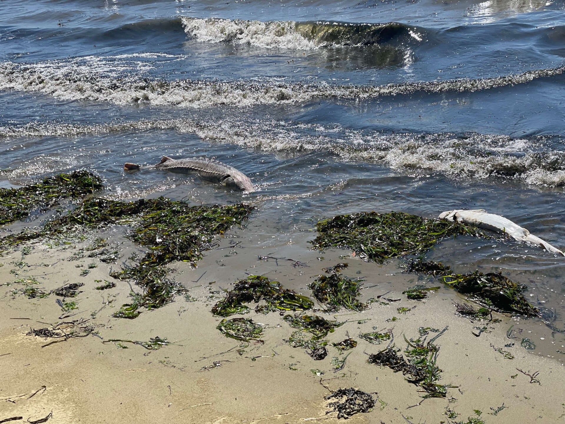 What to know about the algal bloom killing fish in SF Bay