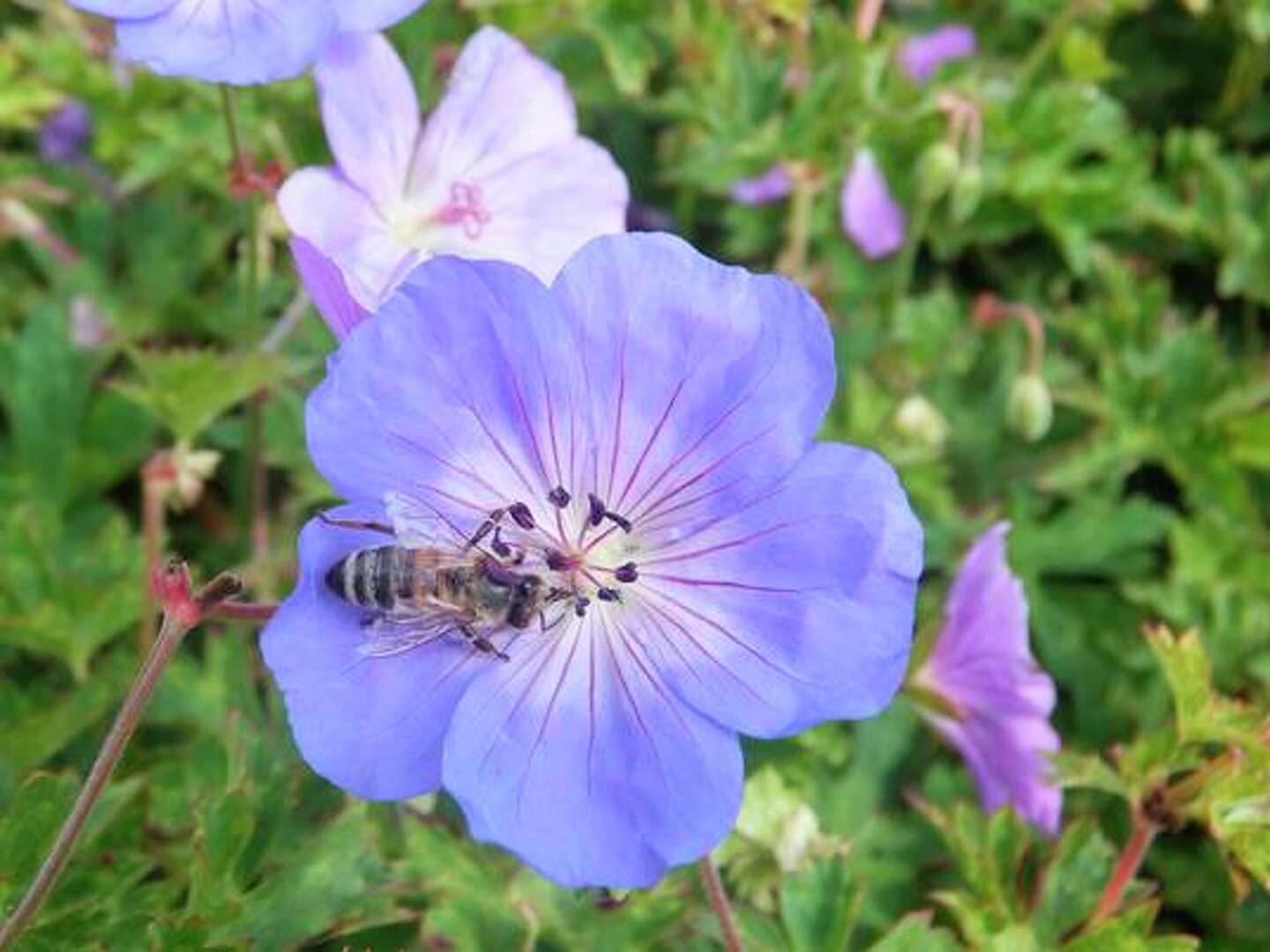 Think you know geraniums? Here are 8 for your Bay Area garden that ...