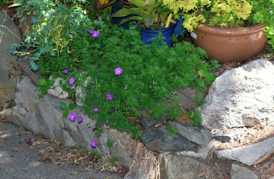 Think you know geraniums? Here are 8 for your Bay Area garden that ...